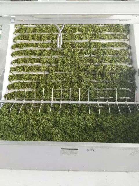 Green Tea Chemistry 101: Key Compounds for Flavor Quality – Wu Mountain Tea