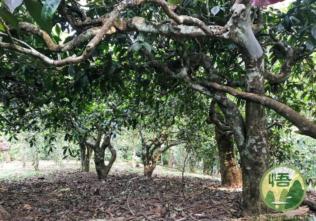 Old-Arbor Yunnan Tea Trees – Wu Mountain Tea