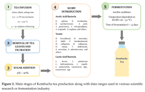 Kombucha Tea: The Ultimate Guide to its Health Effects – Wu Mountain Tea