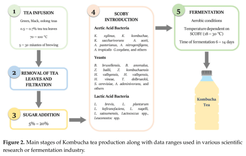 Kombucha Tea: The Ultimate Guide to its Health Effects – Wu Mountain Tea