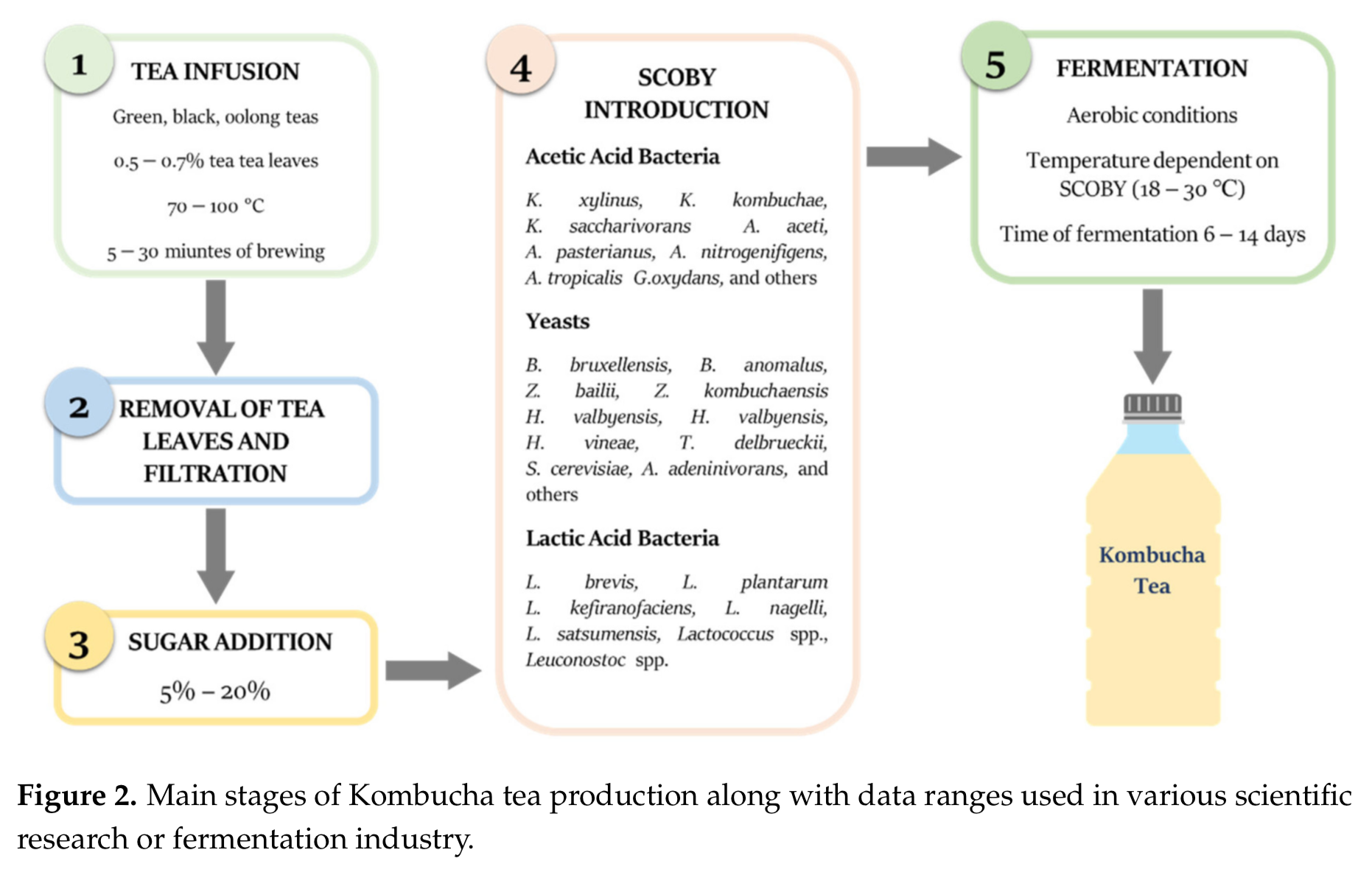 Kombucha Tea: The Ultimate Guide to its Health Effects – Wu Mountain Tea