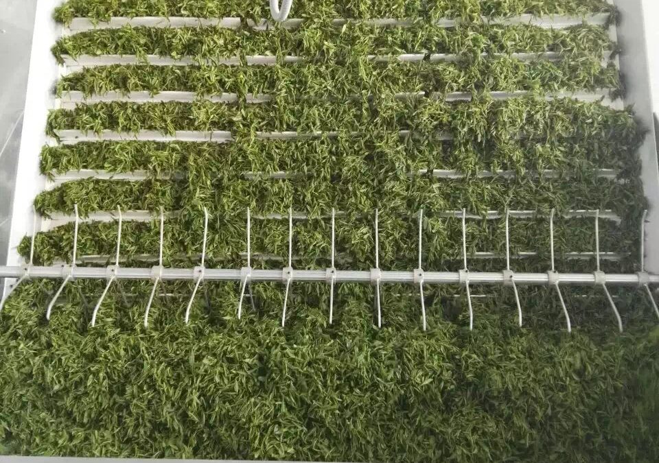 drying-green – Wu Mountain Tea